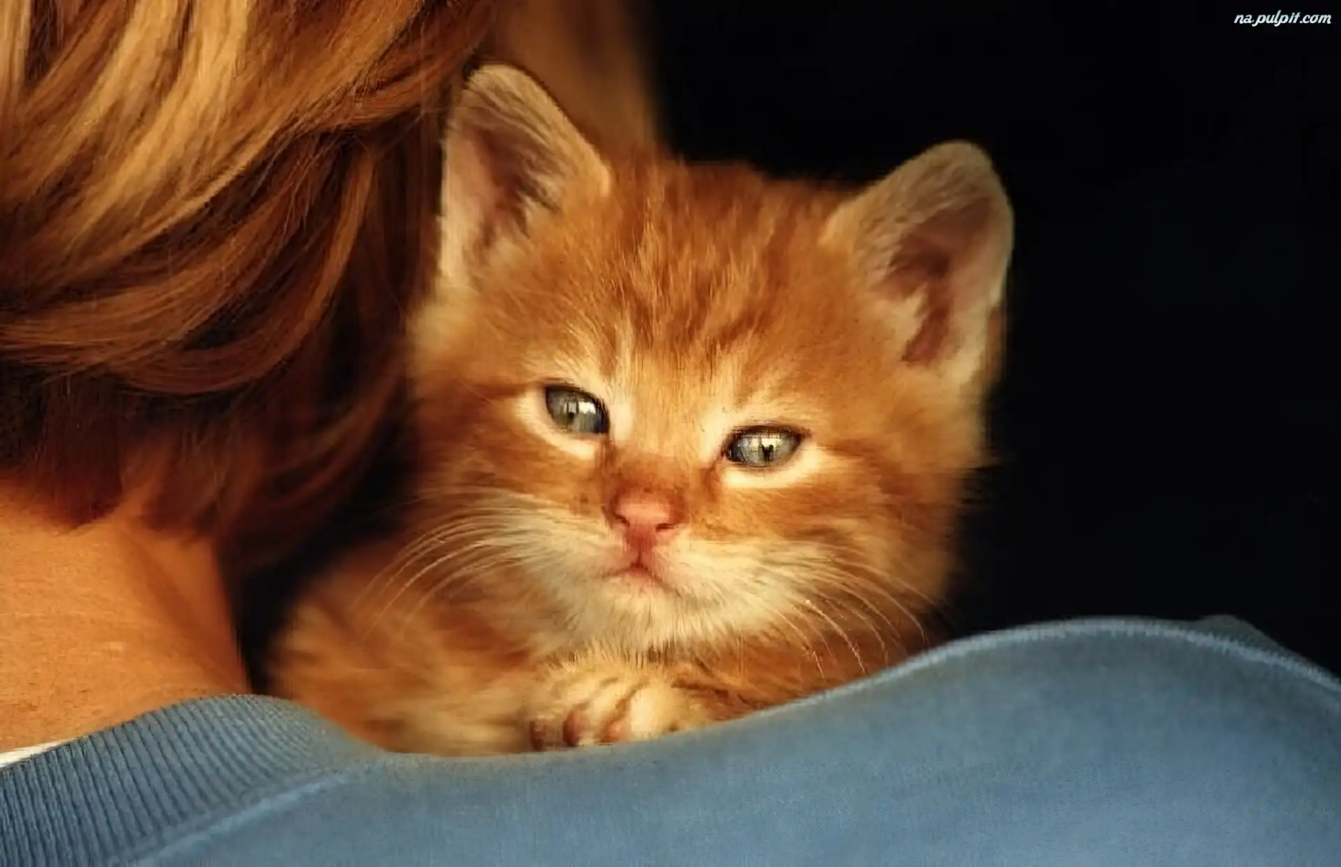 Leśny, Kotek, Rudy, Norweski Na Pulpit